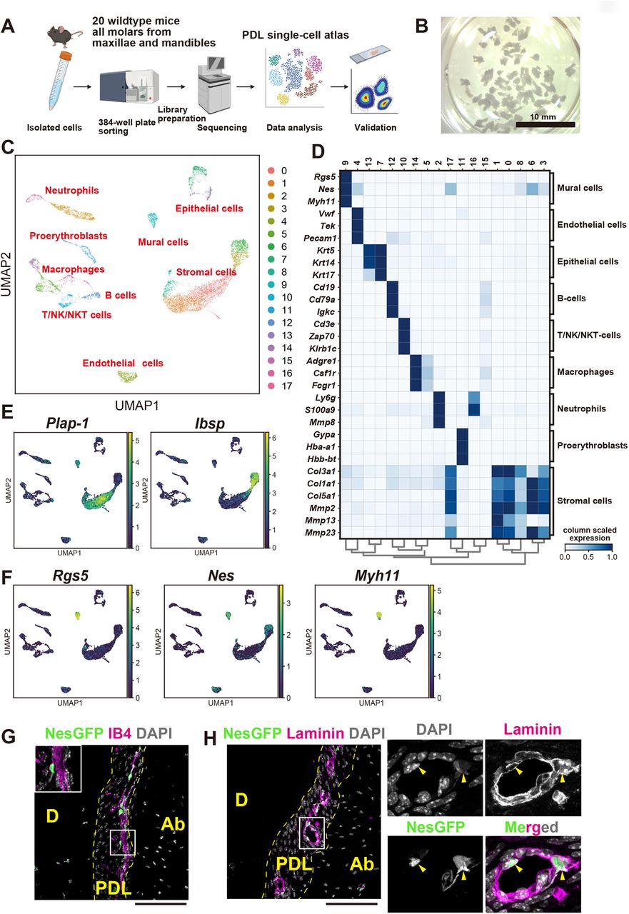 Alexa Fluor 647 Conjugated Isolectin Gs Ib4 | Thermo Fisher | Bioz