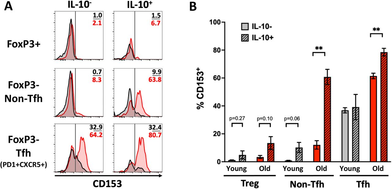 Cell Sorting Cd4 T Cell Isolation Kit Ii | Miltenyi Biotec | Bioz