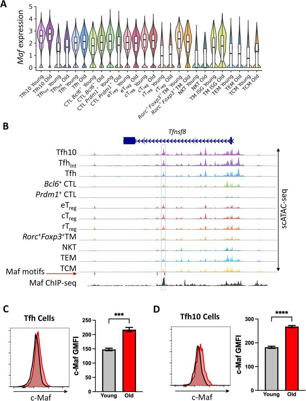 Cell Sorting Cd4 T Cell Isolation Kit Ii | Miltenyi Biotec | Bioz