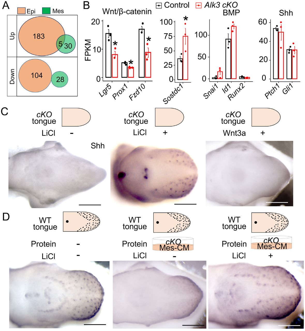 Wnt3a Conditioned Medium | Bioz