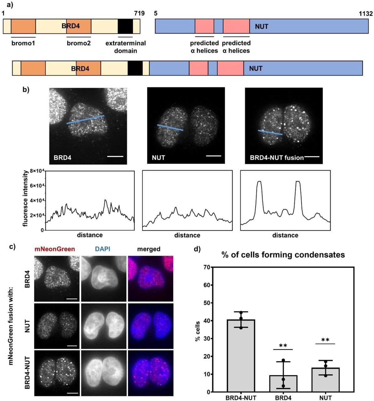Brd4 P300 H It | Thermo Fisher | Bioz