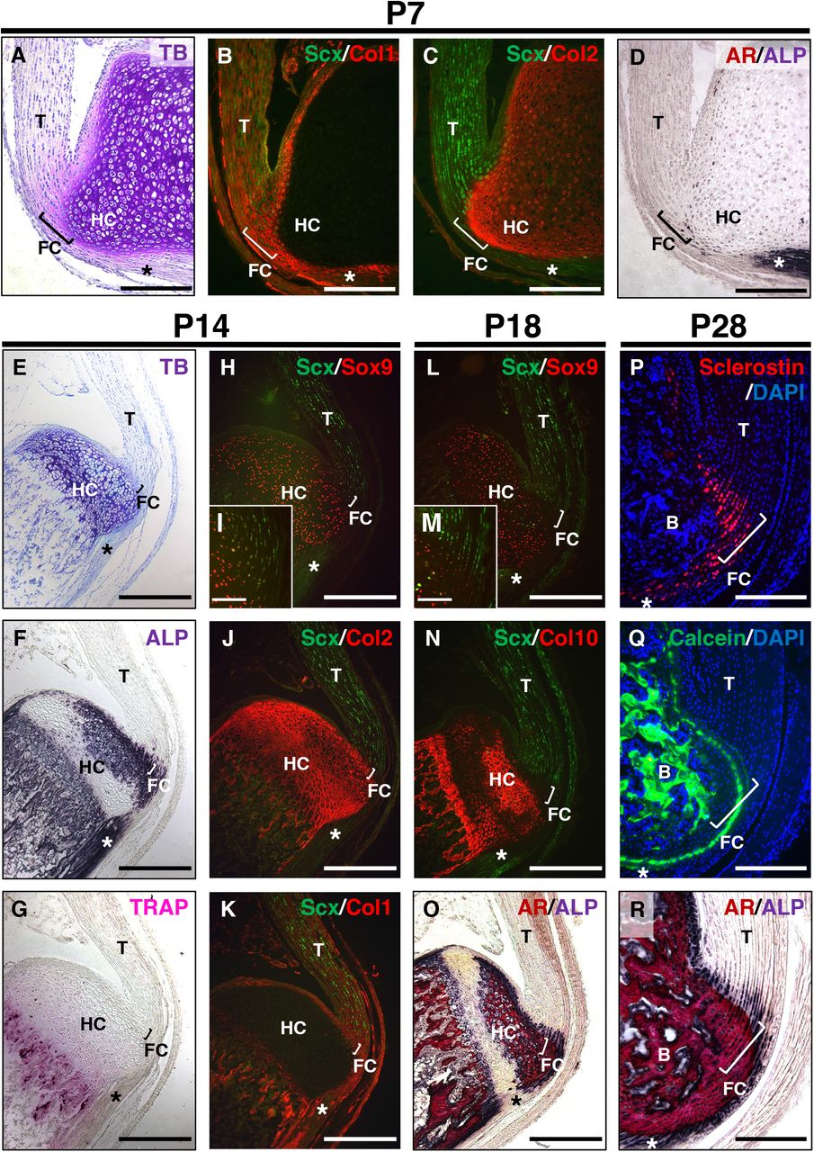 Trap Alp Staining Kit | FUJIFILM | Bioz