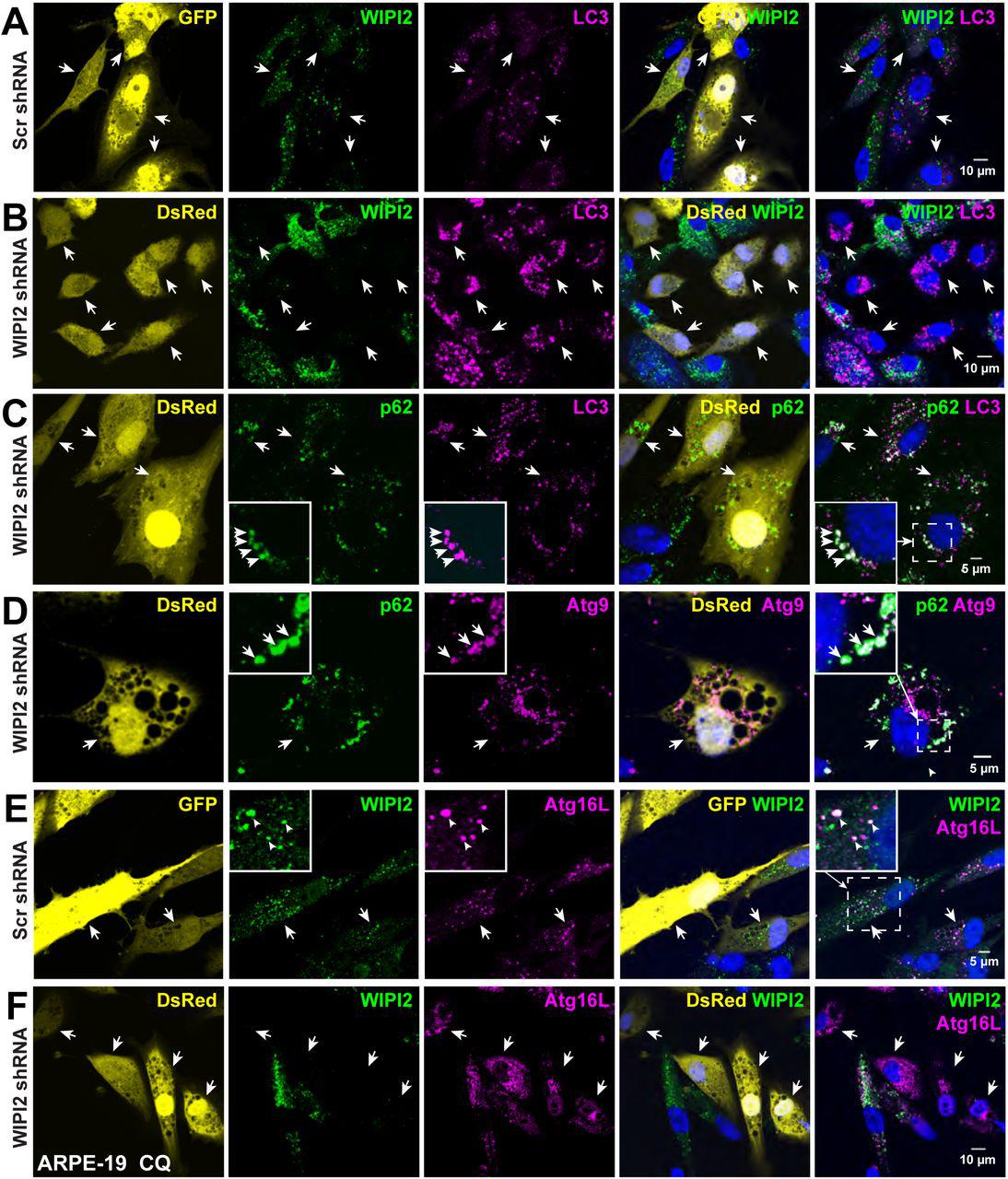 Immunostaining Rabbit Anti Cre | Millipore | Bioz