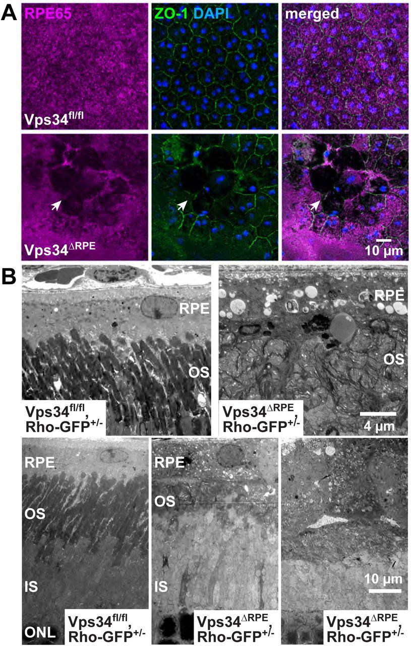 Immunostaining Rabbit Anti Cre | Millipore | Bioz