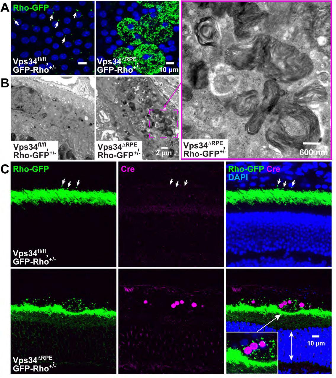 Immunostaining Rabbit Anti Cre | Millipore | Bioz