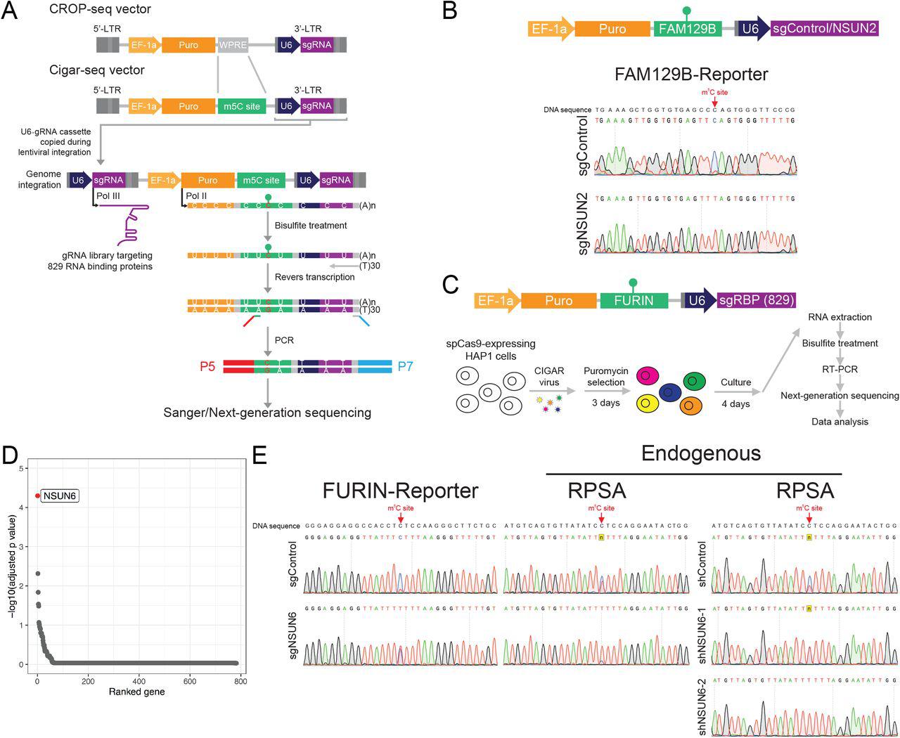 Hap1 Cell | Bioz | Ratings For Life-Science Research
