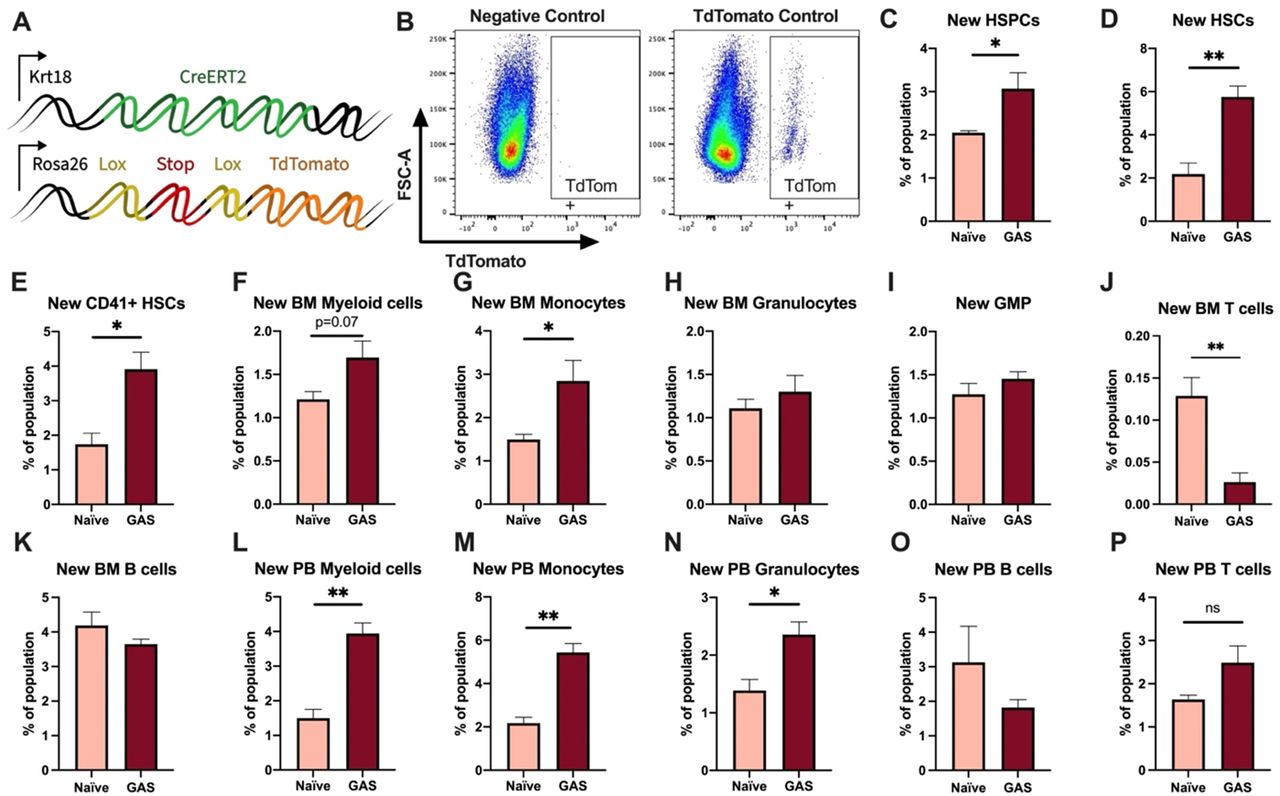 Krt18 Creert2 Rosa26 Lox Stop Lox Tdtomato | The Jackson Laboratory | Bioz
