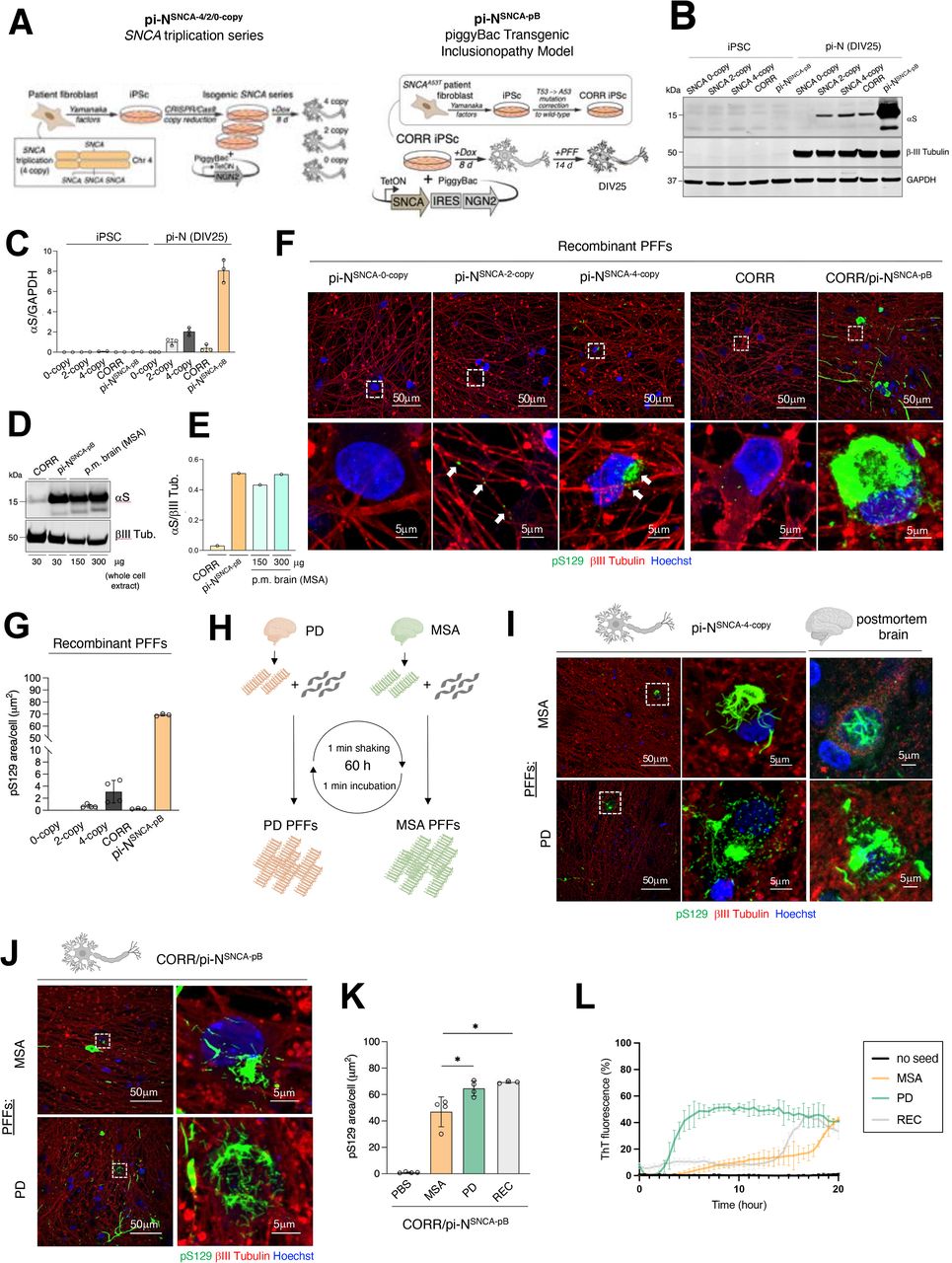 Crispr Cas9 Plasmid Px458 | Thermo Fisher | Bioz