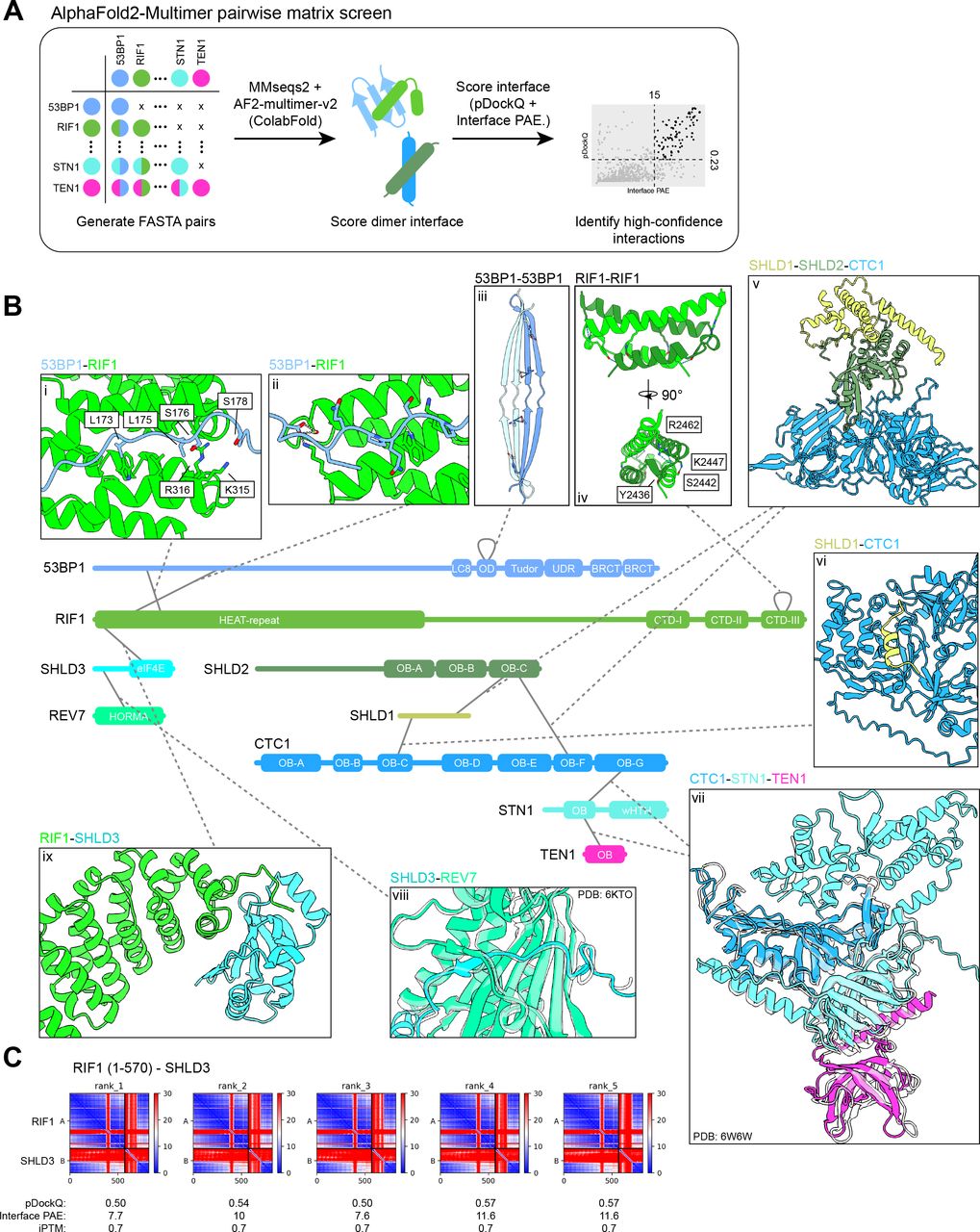 Rpe1 Htert P53 Ko Shld3 Ko Flag Cas9 Cells | Thermo Fisher | Bioz