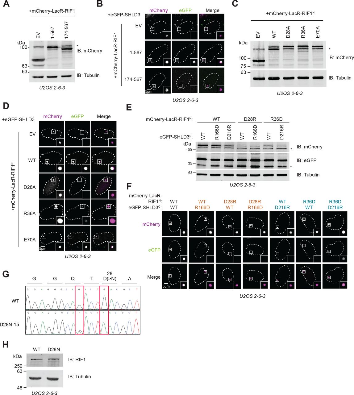 Rpe1 Htert P53 Ko Shld3 Ko Flag Cas9 Cells | Thermo Fisher | Bioz
