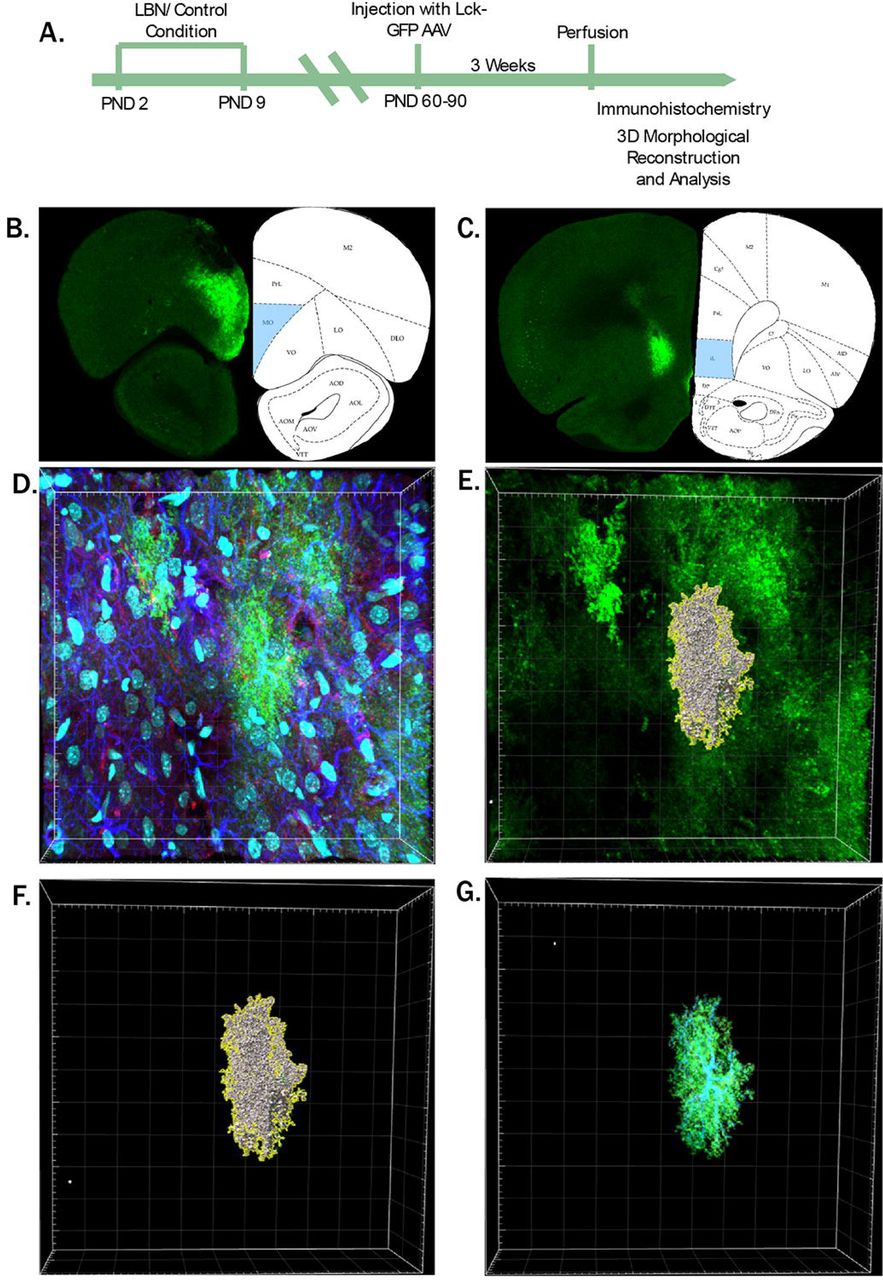Anti Gfap | Agilent technologies | Bioz