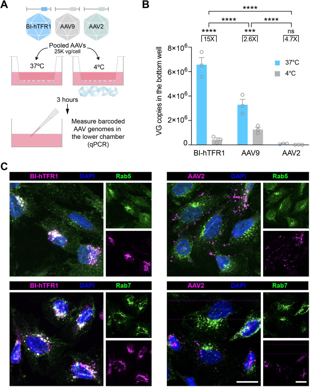 Hcmec D3 Cells | Lonza | Bioz