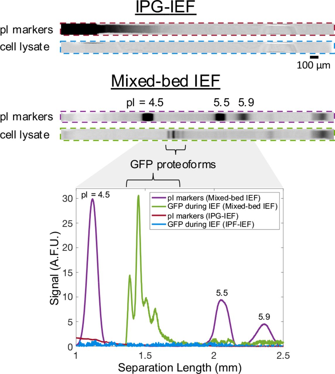 Mcf7 Human Breast Cancer Cell Line | ATCC | Bioz