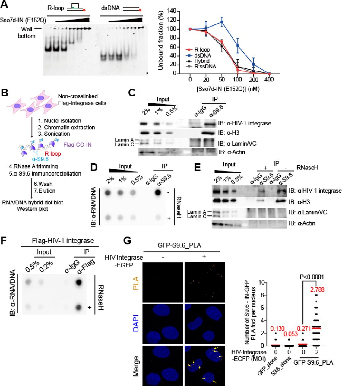 Gdna | New England Biolabs | Bioz