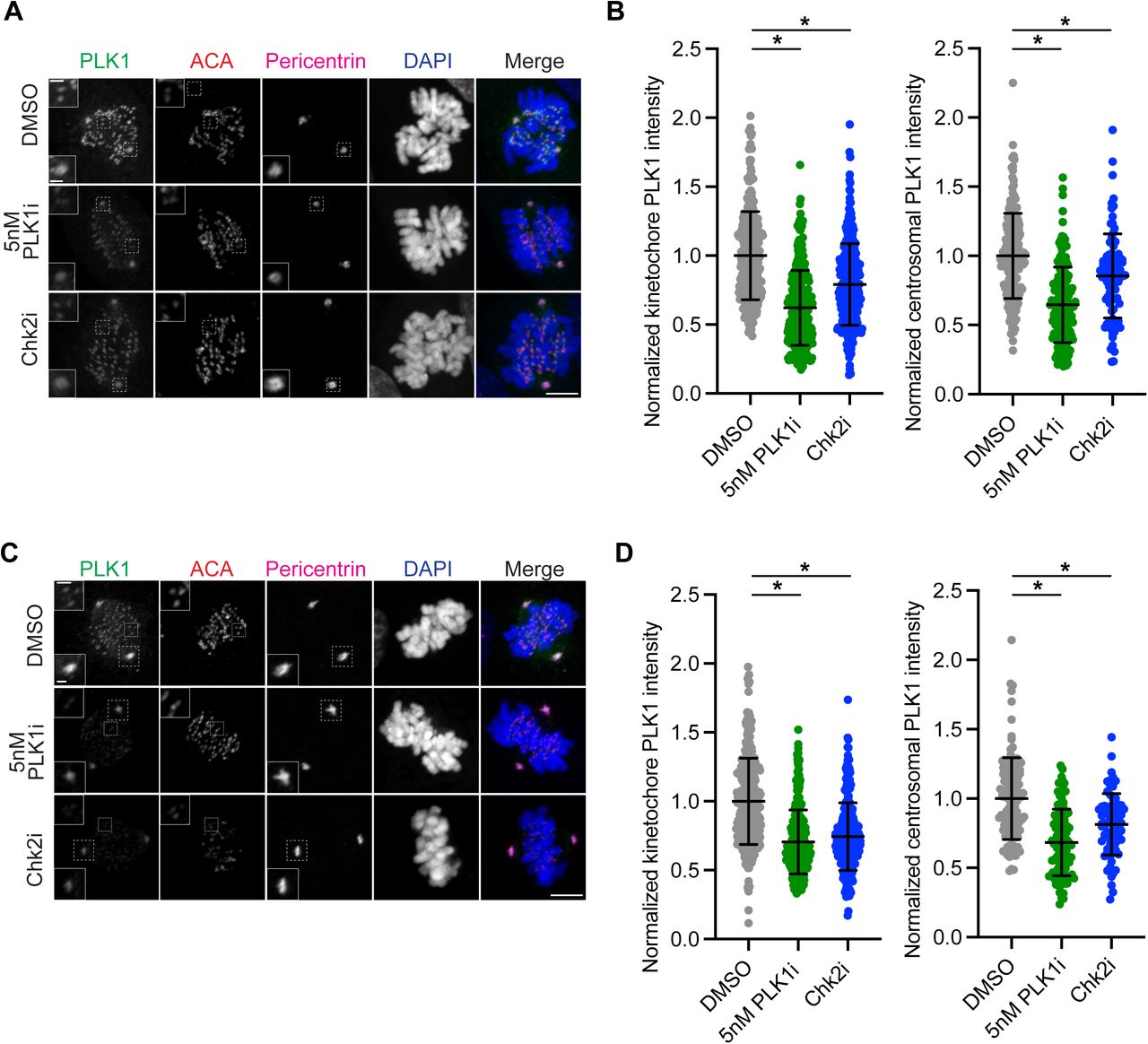 Human Anti Centromere Antibody Aca | Antibodies Inc | Bioz