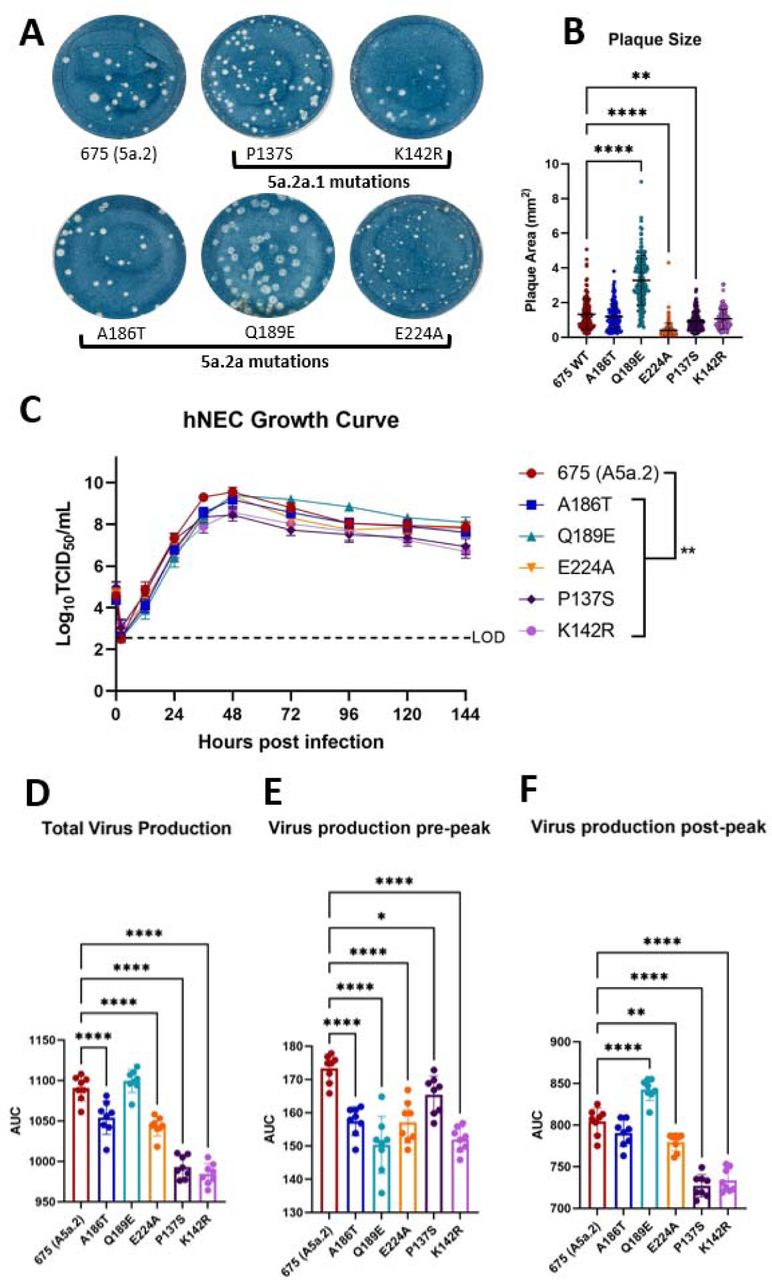 Human Nasal Epithelial Cells Hnecs | PromoCell | Bioz
