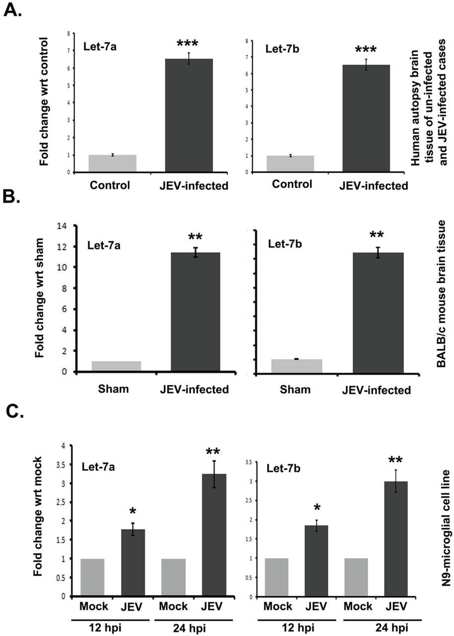 Jev Infected N9 Cells | Exosome Diagnostics | Bioz