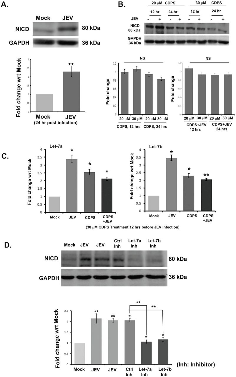 Jev Infected N9 Cells | Exosome Diagnostics | Bioz