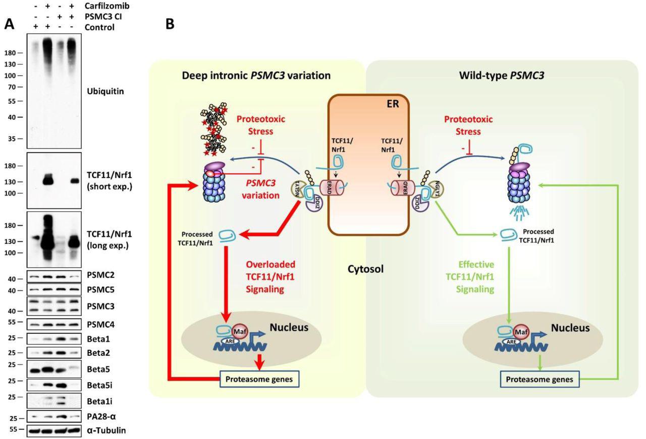 Anti Psmc3 Antibody | Abcam | Bioz