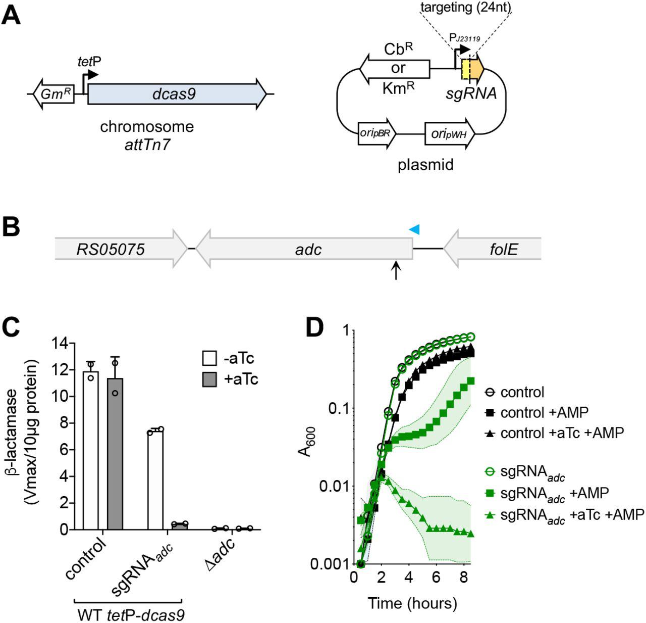 Shuttle Vector Pwh1266 | ATCC | Bioz