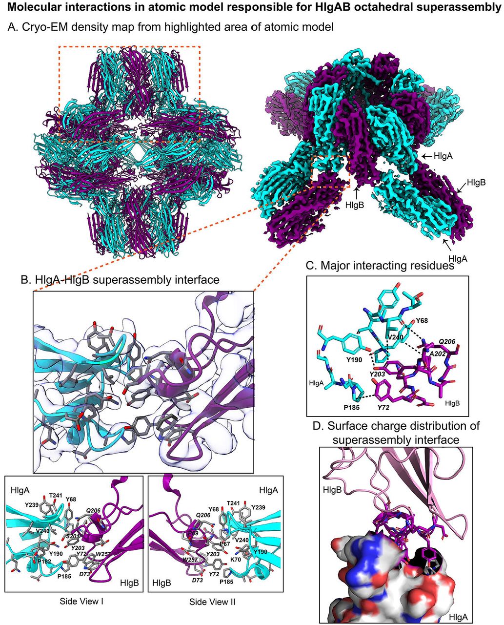 Solution State Cryo Em Structure | Thermo Fisher | Bioz