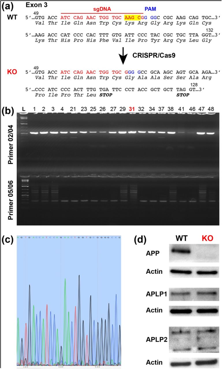 Crispr Cas9 Plasmid Pspcas9 Bb 2a Puro Px459 V2 0 | Addgene inc | Bioz