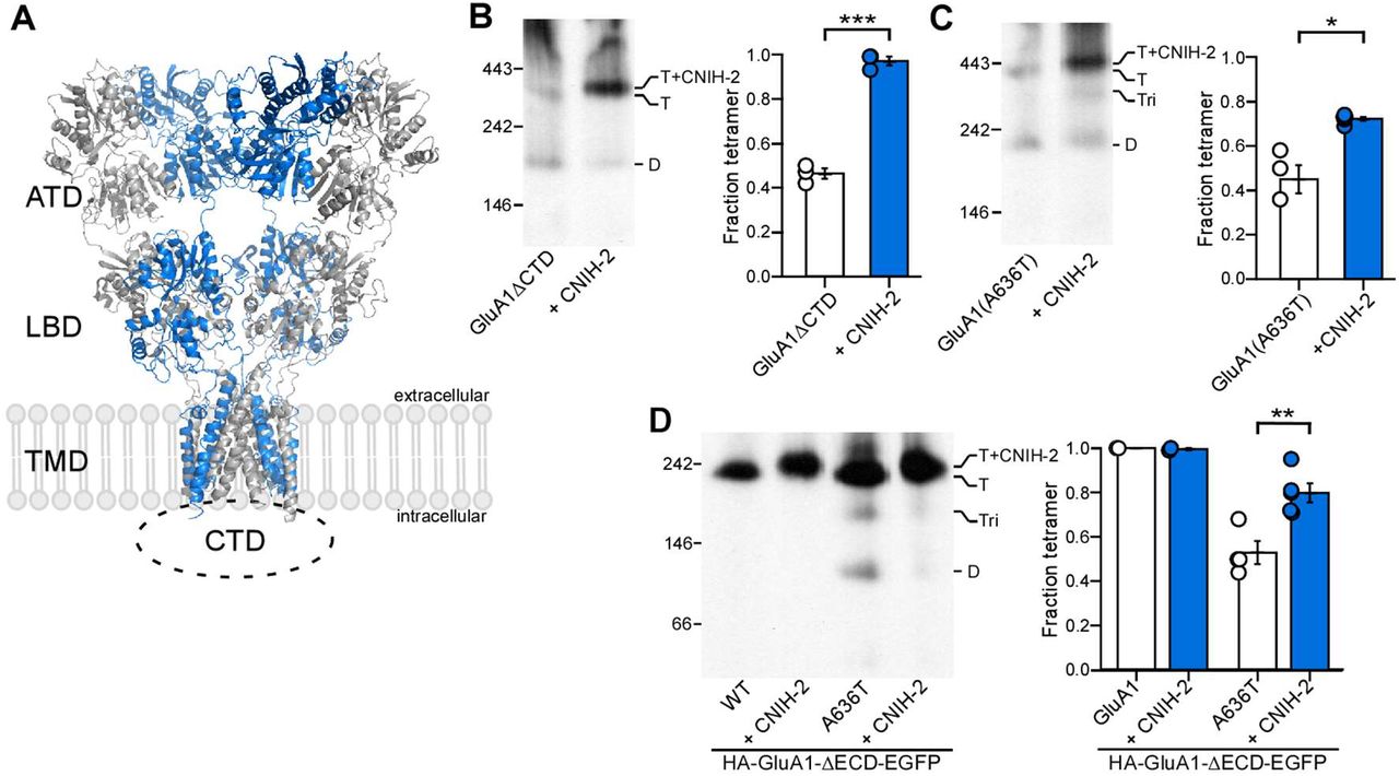 Glua2 | Millipore | Bioz