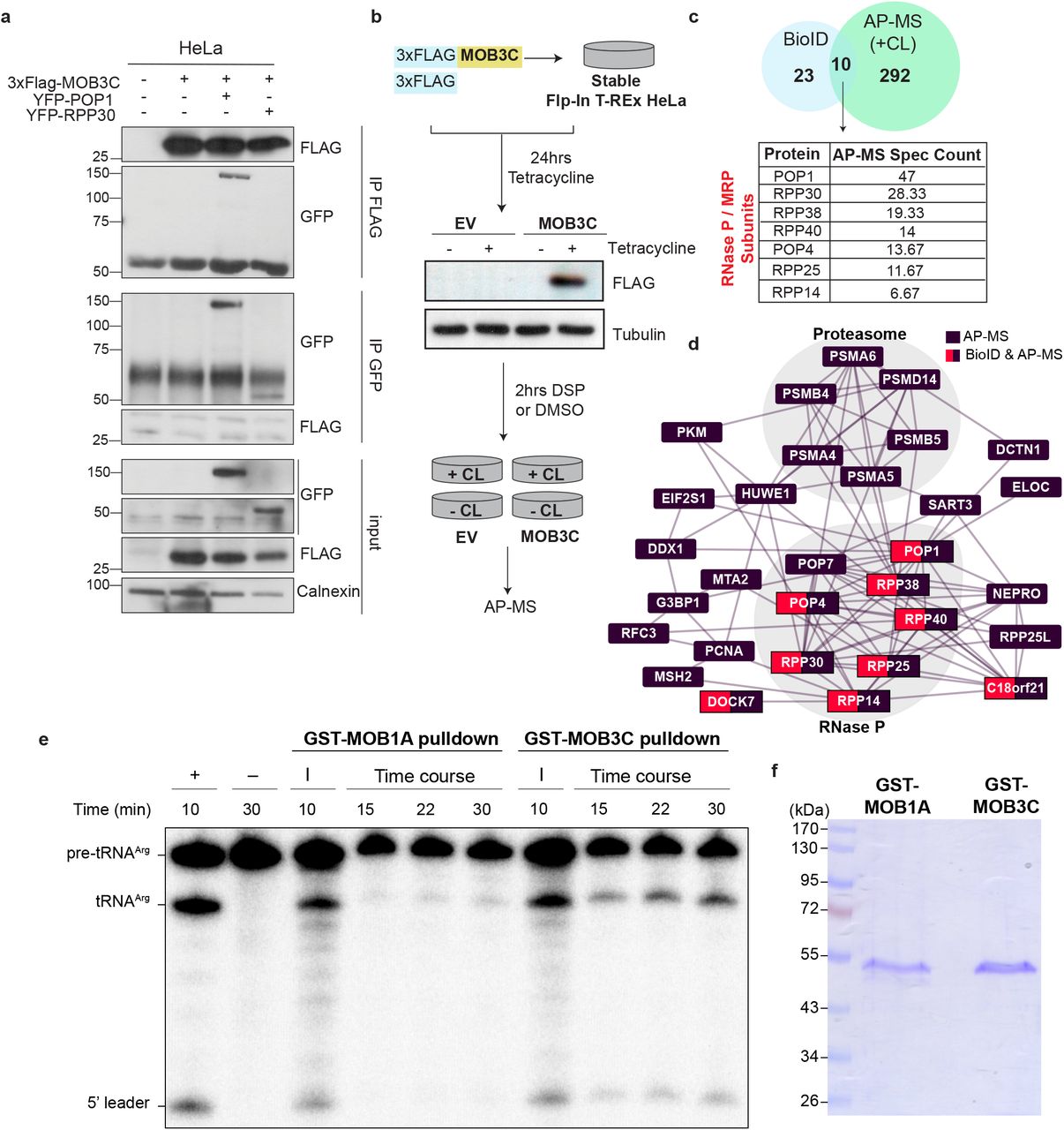 Ice Cold Radio Immunoprecipitation Assay Ripa Buffer | Roche | Bioz