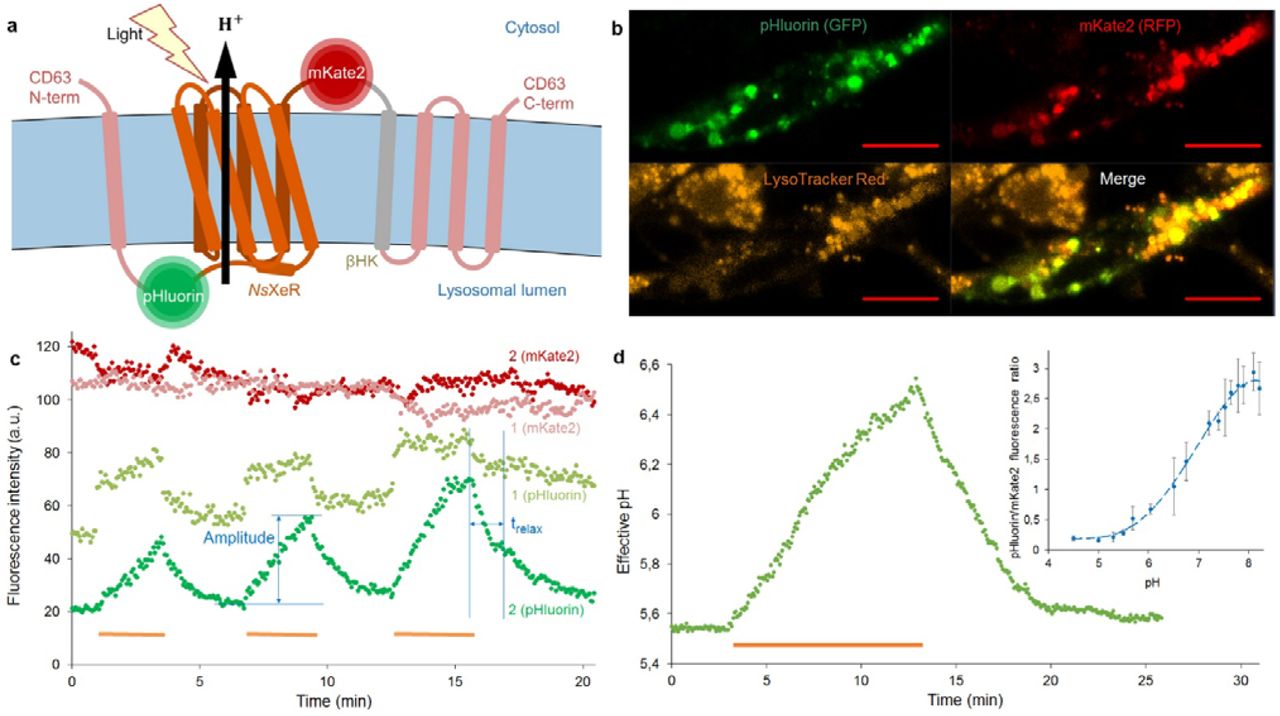 Lysotracker Red Dnd 99 Lysotracker | Thermo Fisher | Bioz