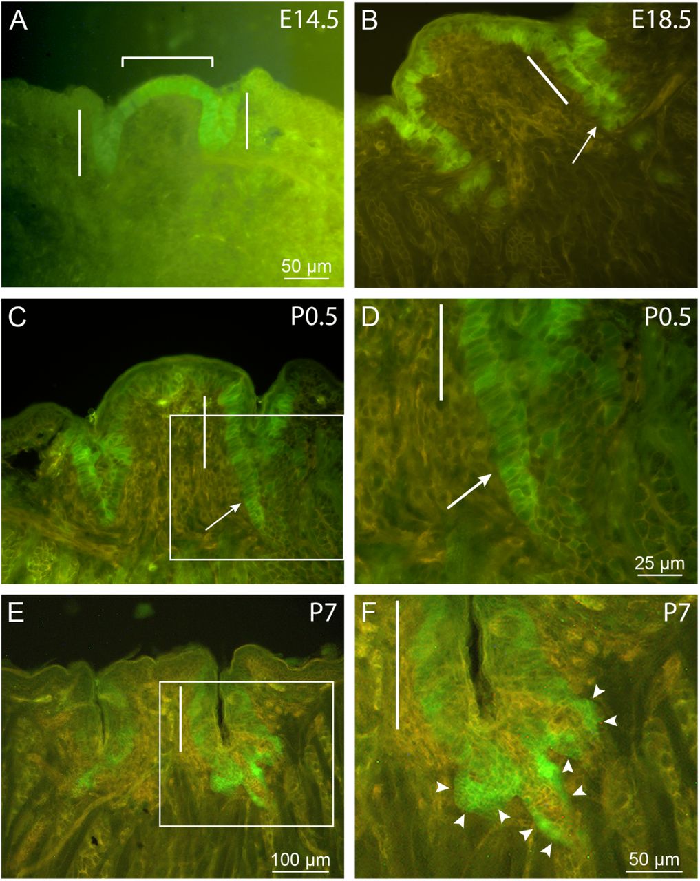 Lgr5 Egfp Ires Creert2 | Jackson Laboratory | Bioz