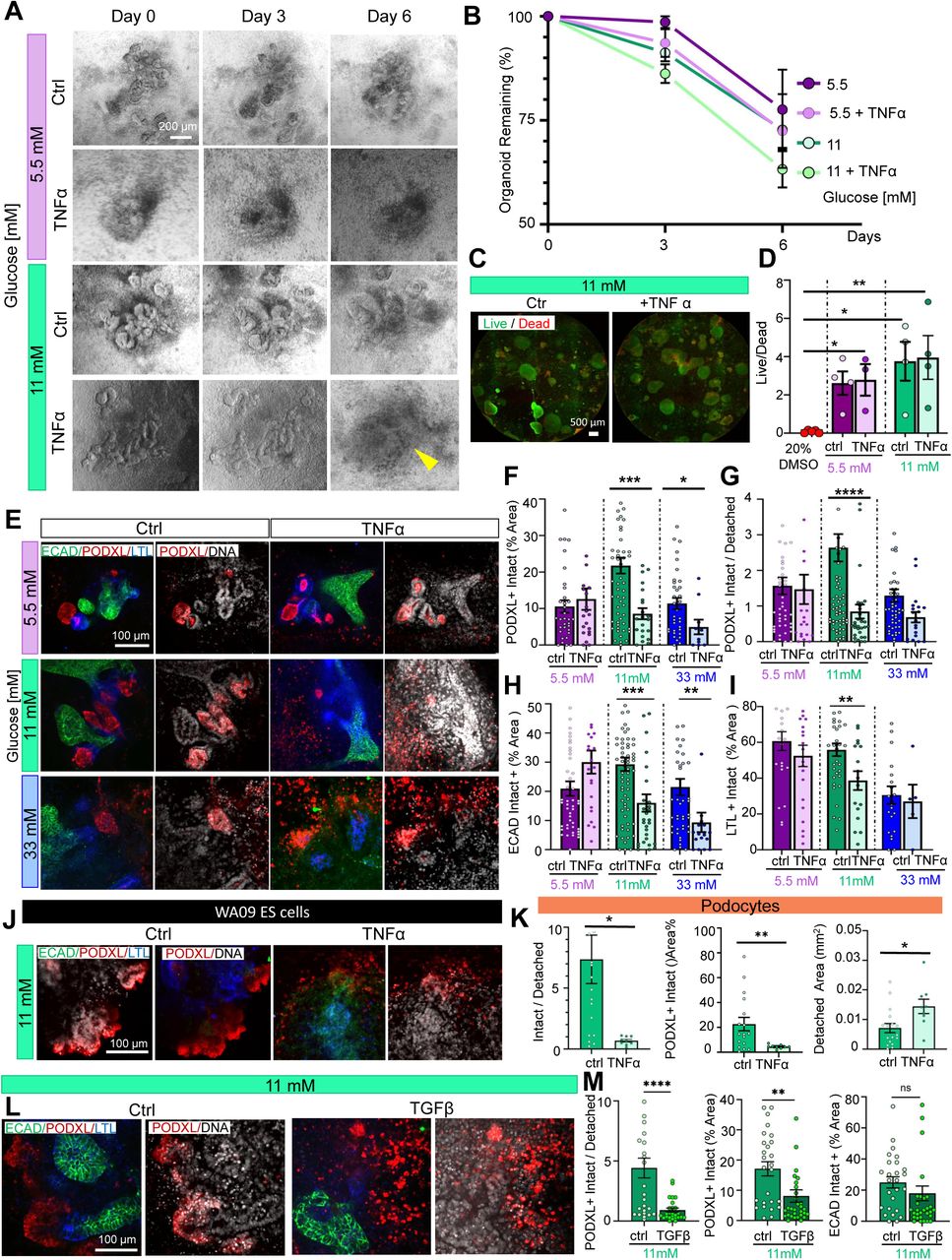 Kidney Organoids | Abyntek Biopharma SL | Bioz