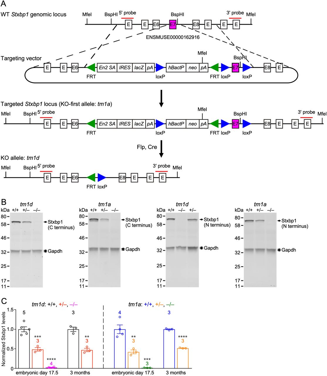Rosa26 Cag Lsl Tdtomato Mice | Jackson Laboratory | Bioz