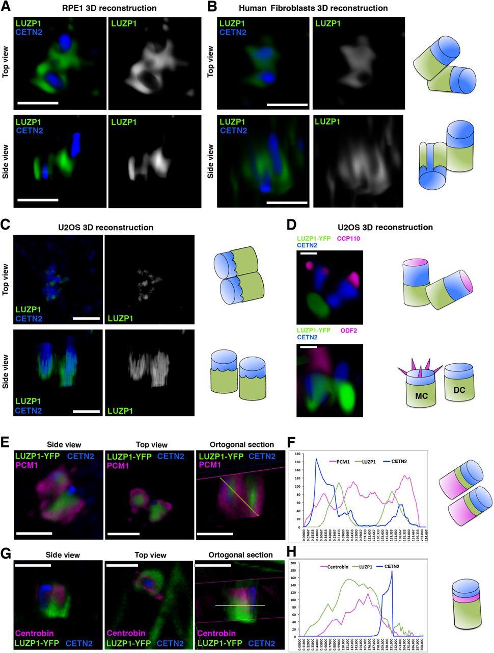Human Telomerase Reverse Transcriptase Immortalized Human Retinal ...