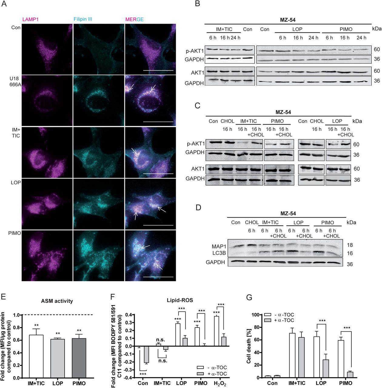 Bodipy 581 591 C11 Lipid Peroxidation Sensor | Thermo Fisher | Bioz