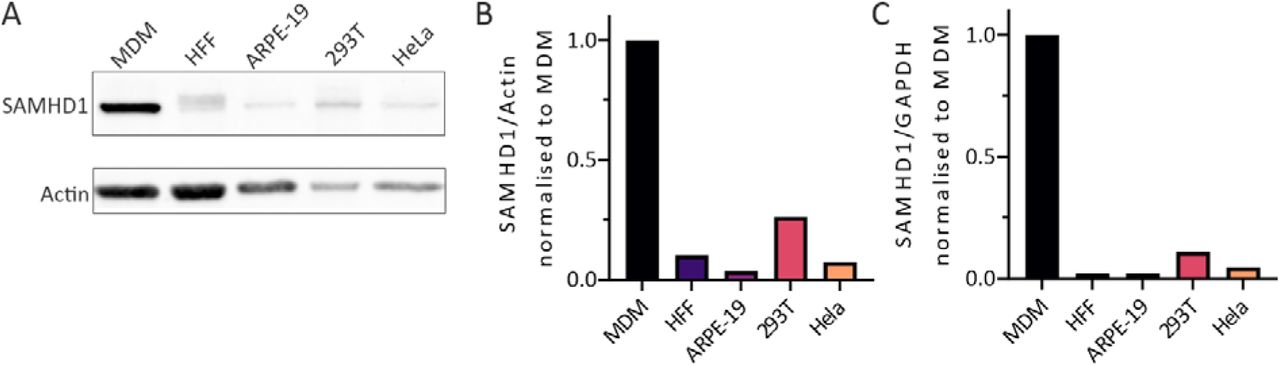 Hek 293t Cells | DSMZ | Bioz