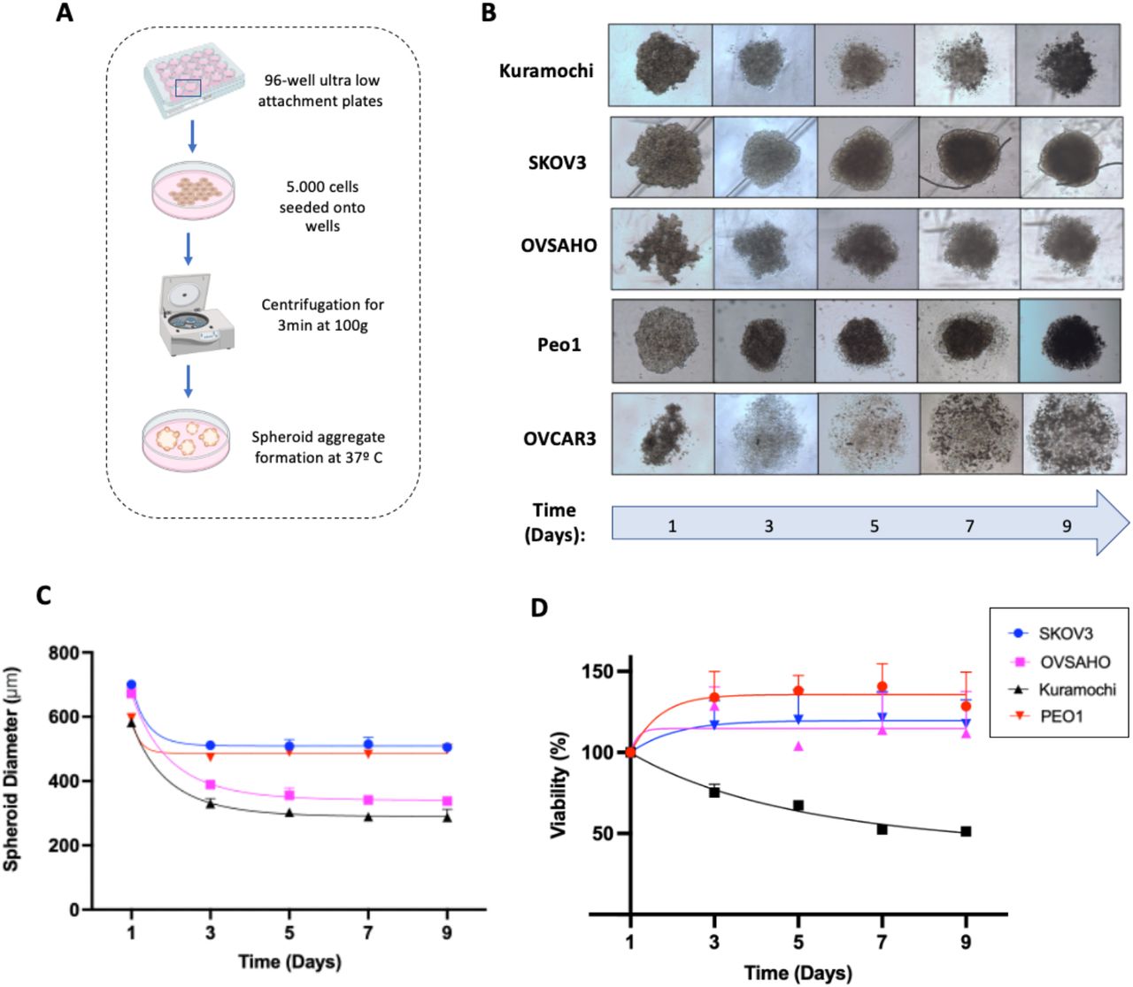 Ovarian Cancer Cells Lines Skov3 | ATCC | Bioz