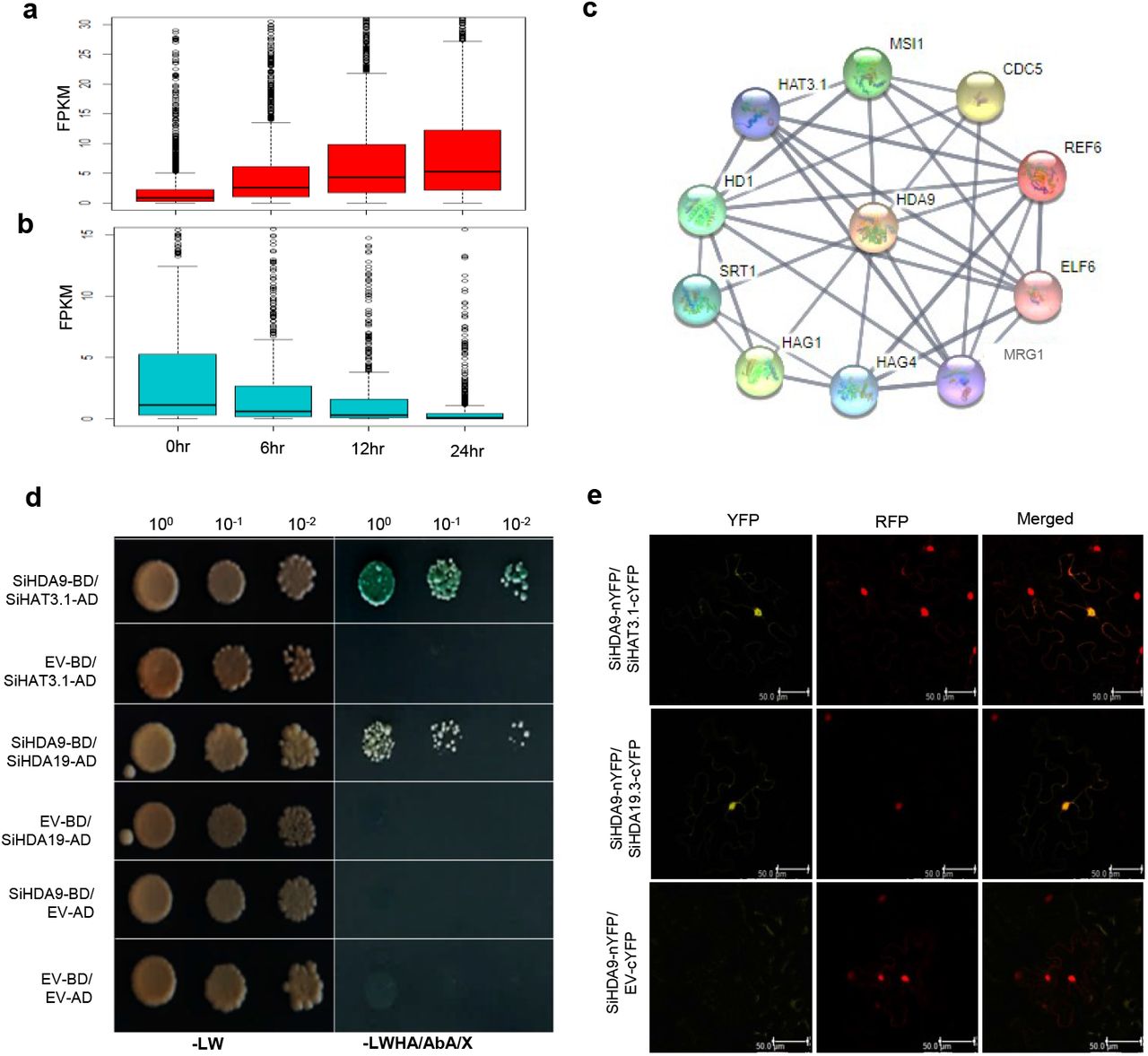 Yeast Strain Y2h Gold | TaKaRa | Bioz