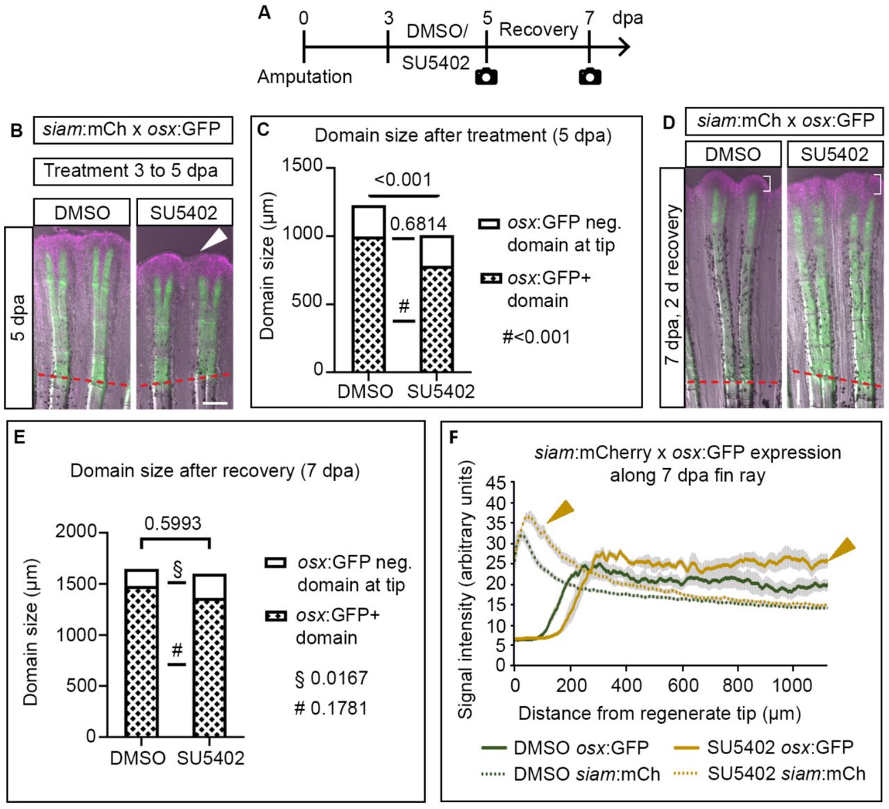 Vehicle Control Dimethylsulfoxide Dmso | Millipore | Bioz