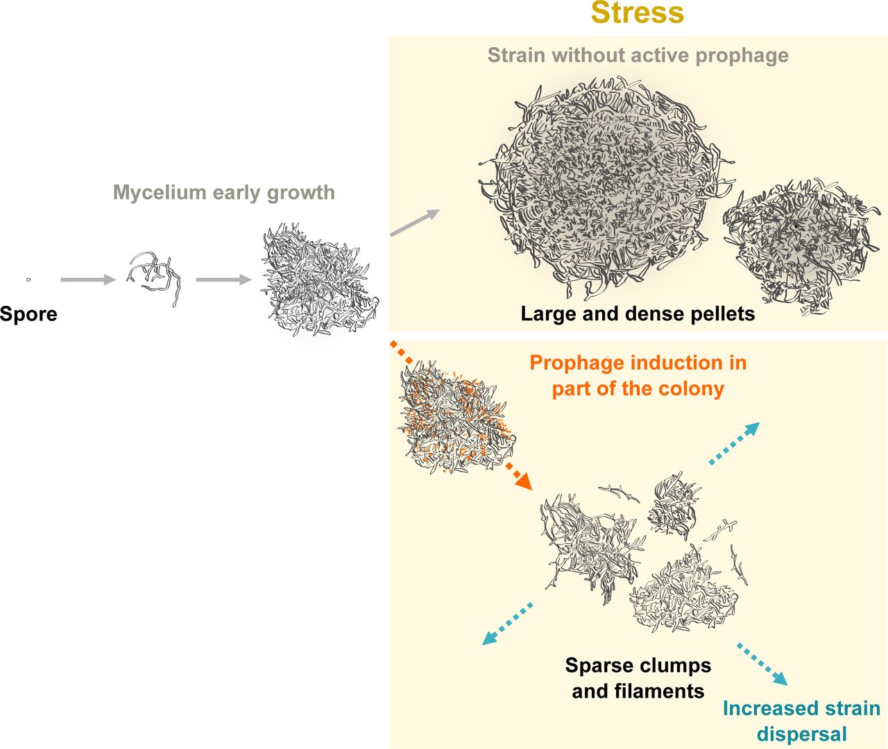 Streptomyces Ambofaciens | ATCC | Bioz