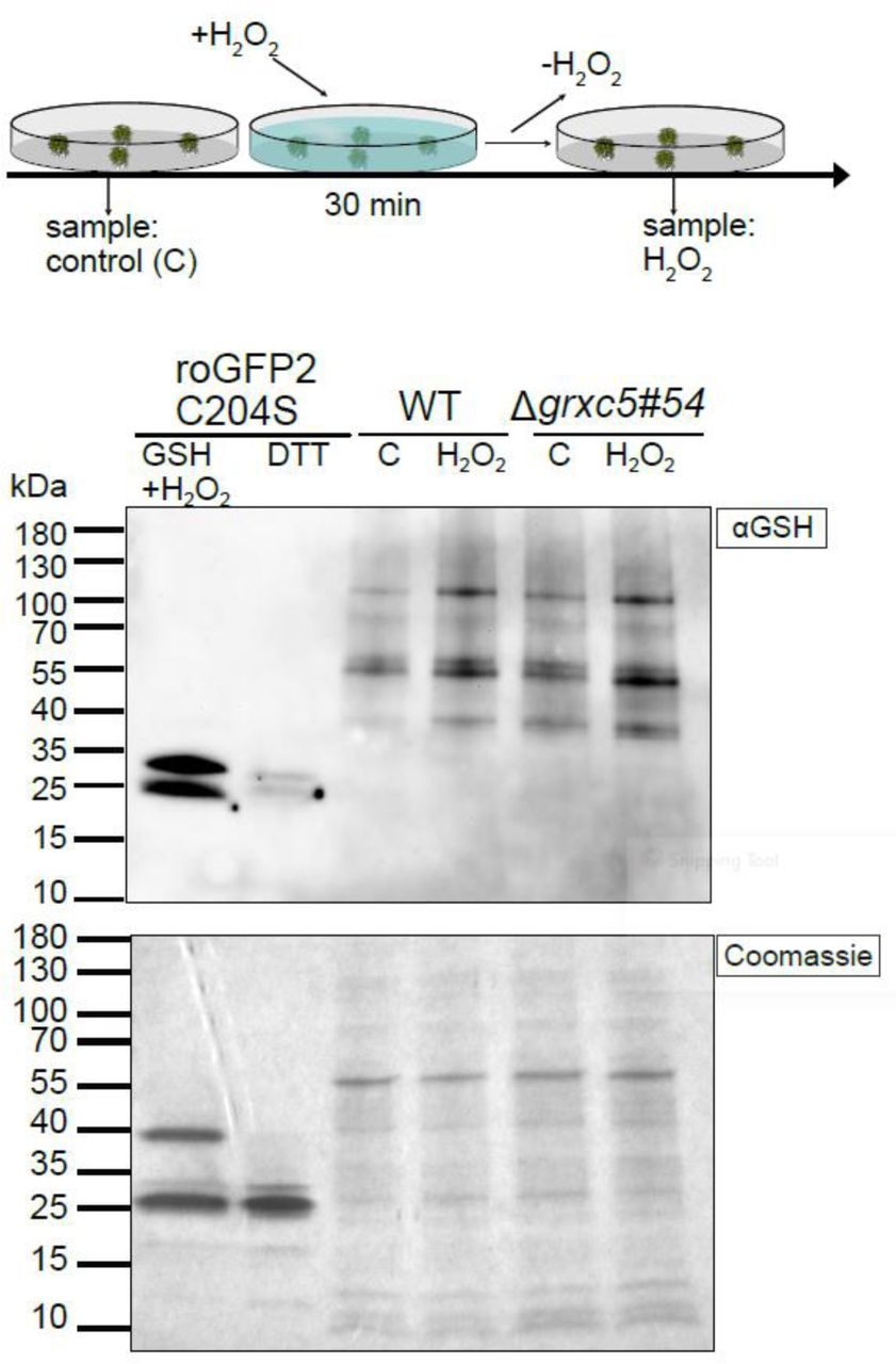 Dtt | Thermo Fisher | Bioz