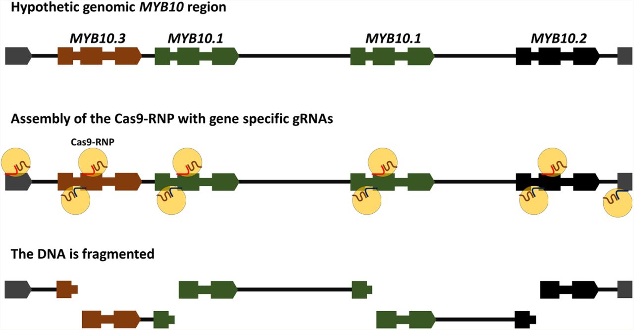 Crispr Cas9 Enrichment Targeted Sequencing | Oxford Nanopore | Bioz