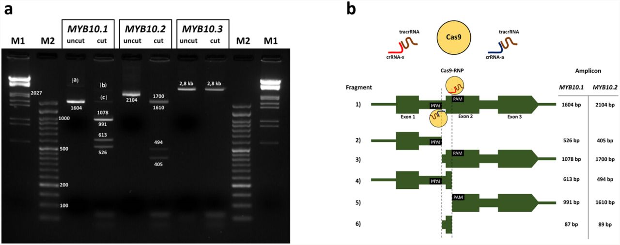 Crispr Cas9 Enrichment Targeted Sequencing | Oxford Nanopore | Bioz
