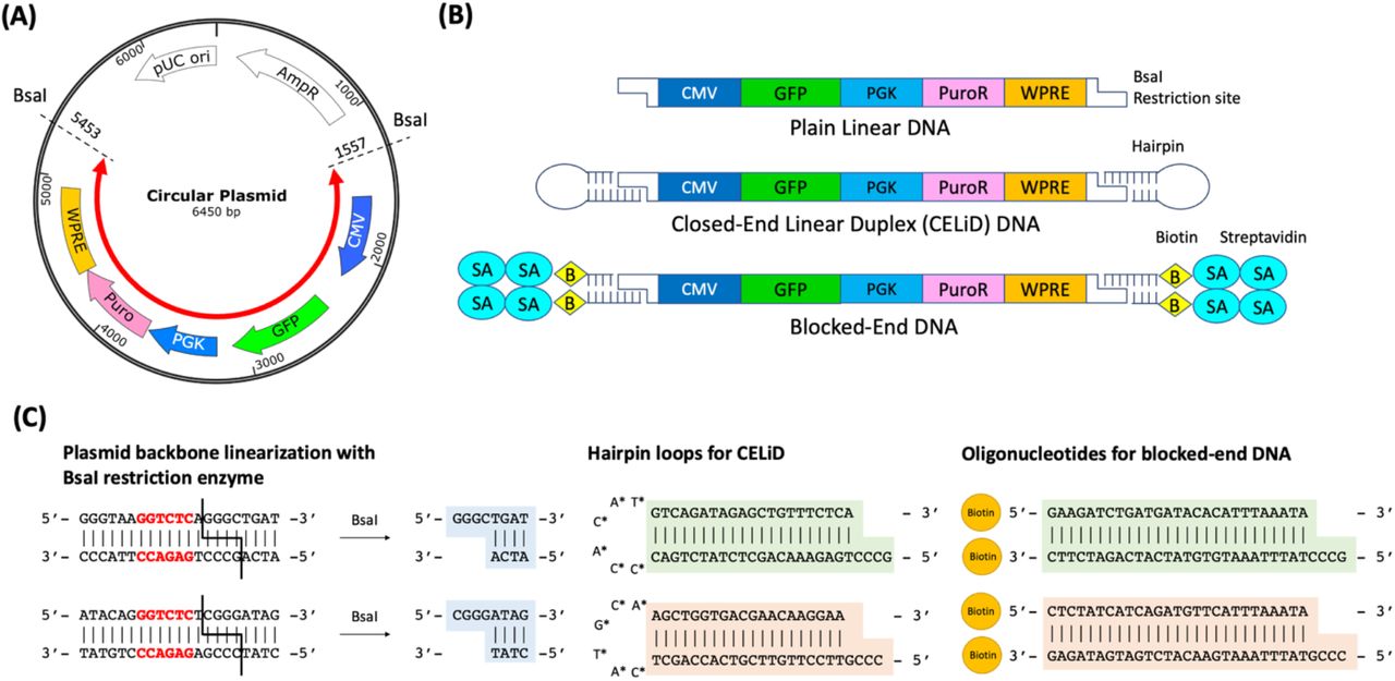 Bsai Restriction Enzyme | New England Biolabs | Bioz