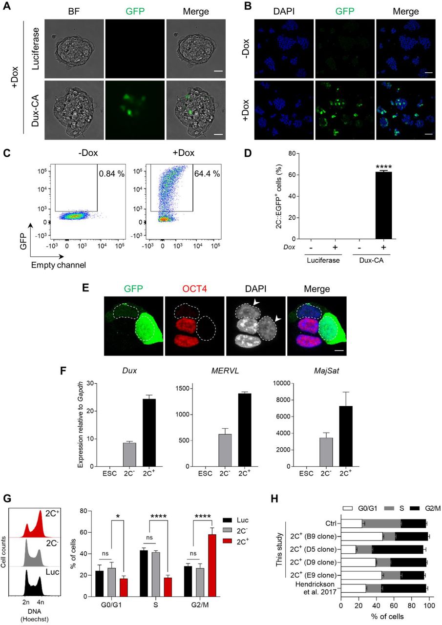 Mouse Anti Oct4 | Santa Cruz Biotechnology | Bioz