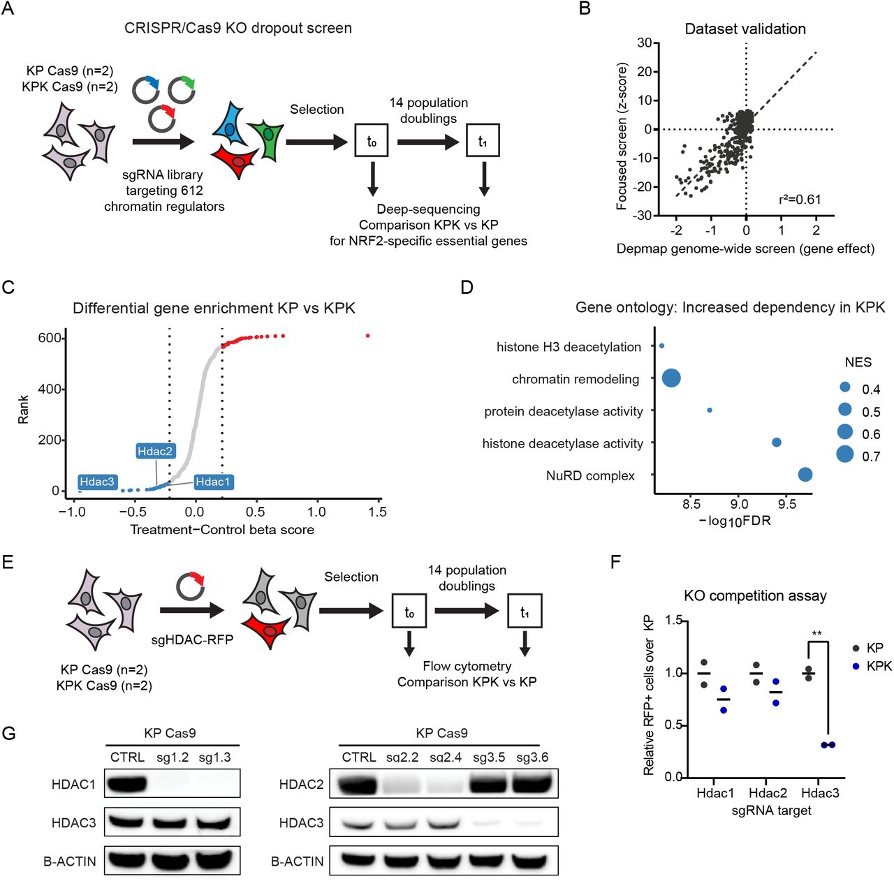 Crispr Cas9 | Addgene Inc | Bioz