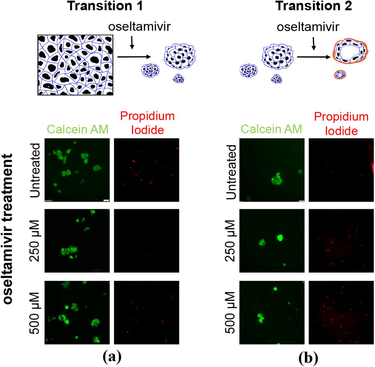 Ovarian Cancer Cell Line Ovcar 3 | ATCC | Bioz