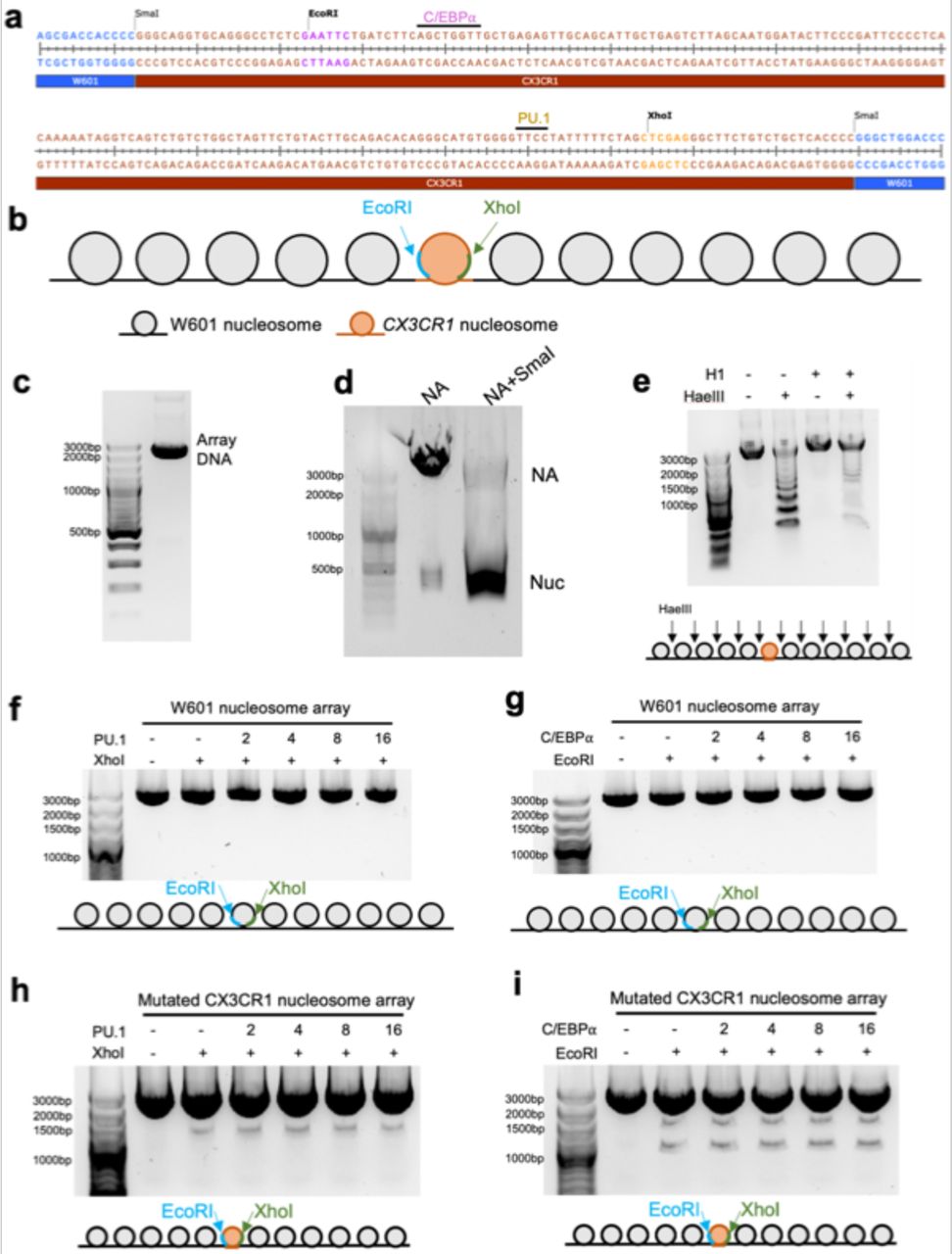 Xhoi Restriction Enzyme | New England Biolabs | Bioz