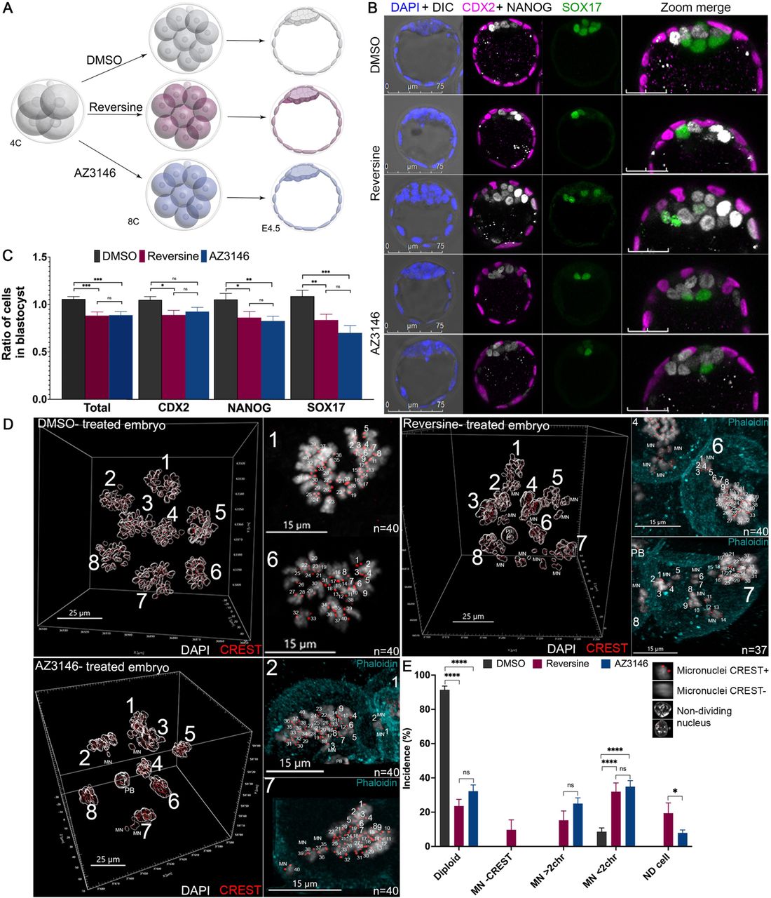 Mouse Anti Cdx2 | Biogenex | Bioz