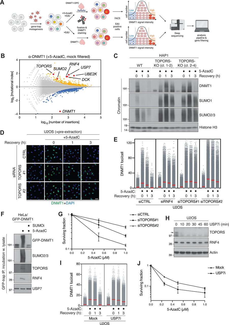 U2os Flp In T Rex Cells | Thermo Fisher | Bioz