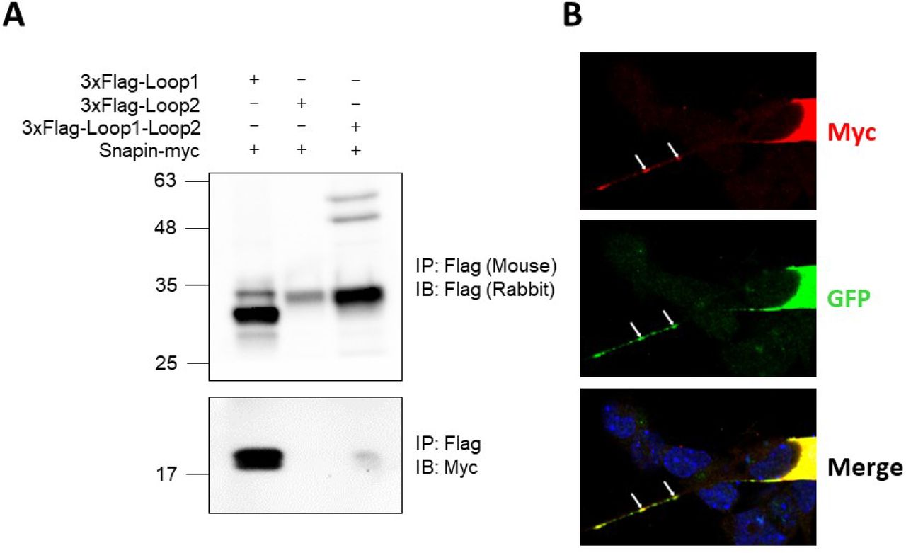 P19 Cells | ATCC | Bioz